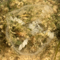 Eutonina indicans - strandvondsten.nl