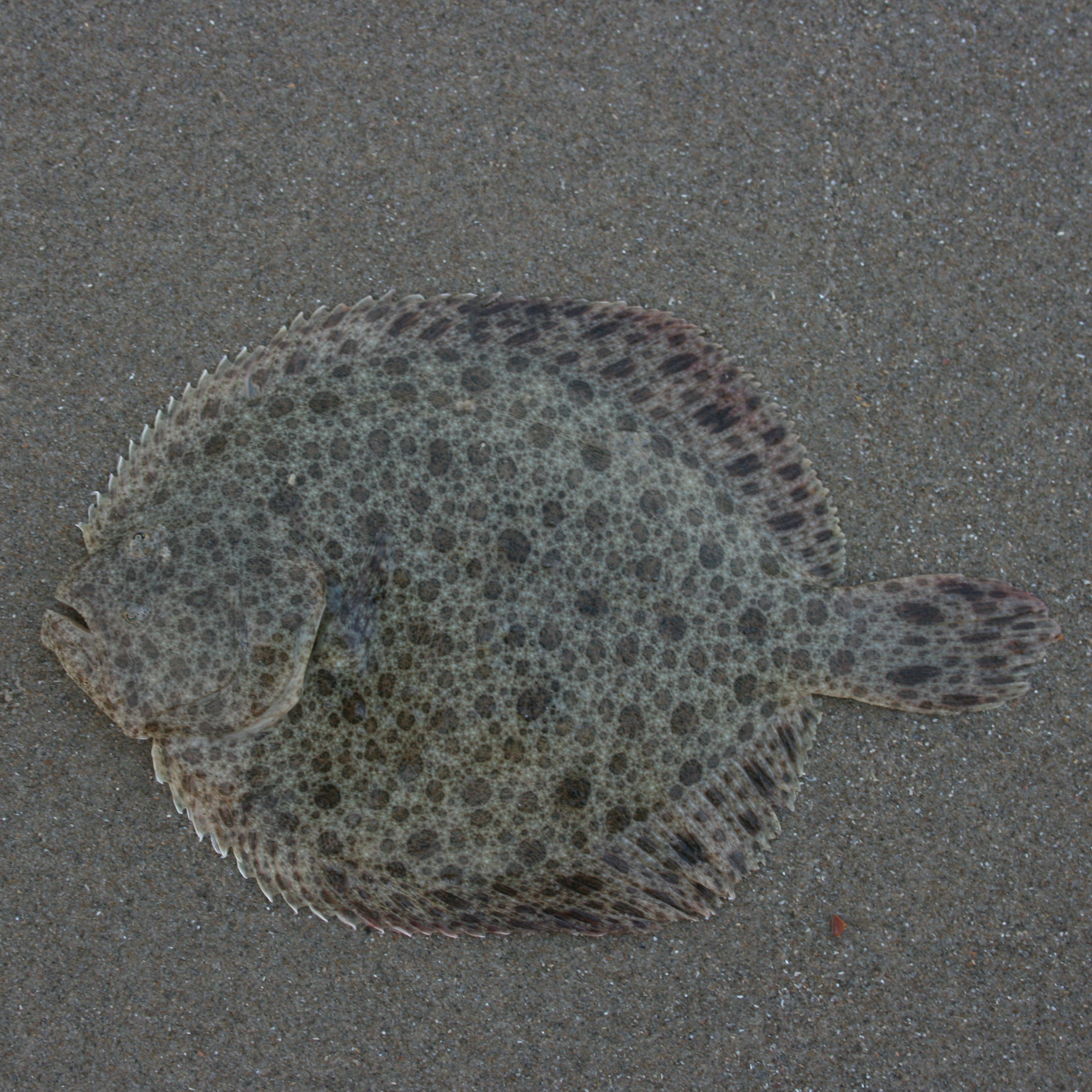 Griet - strandvondsten.nl