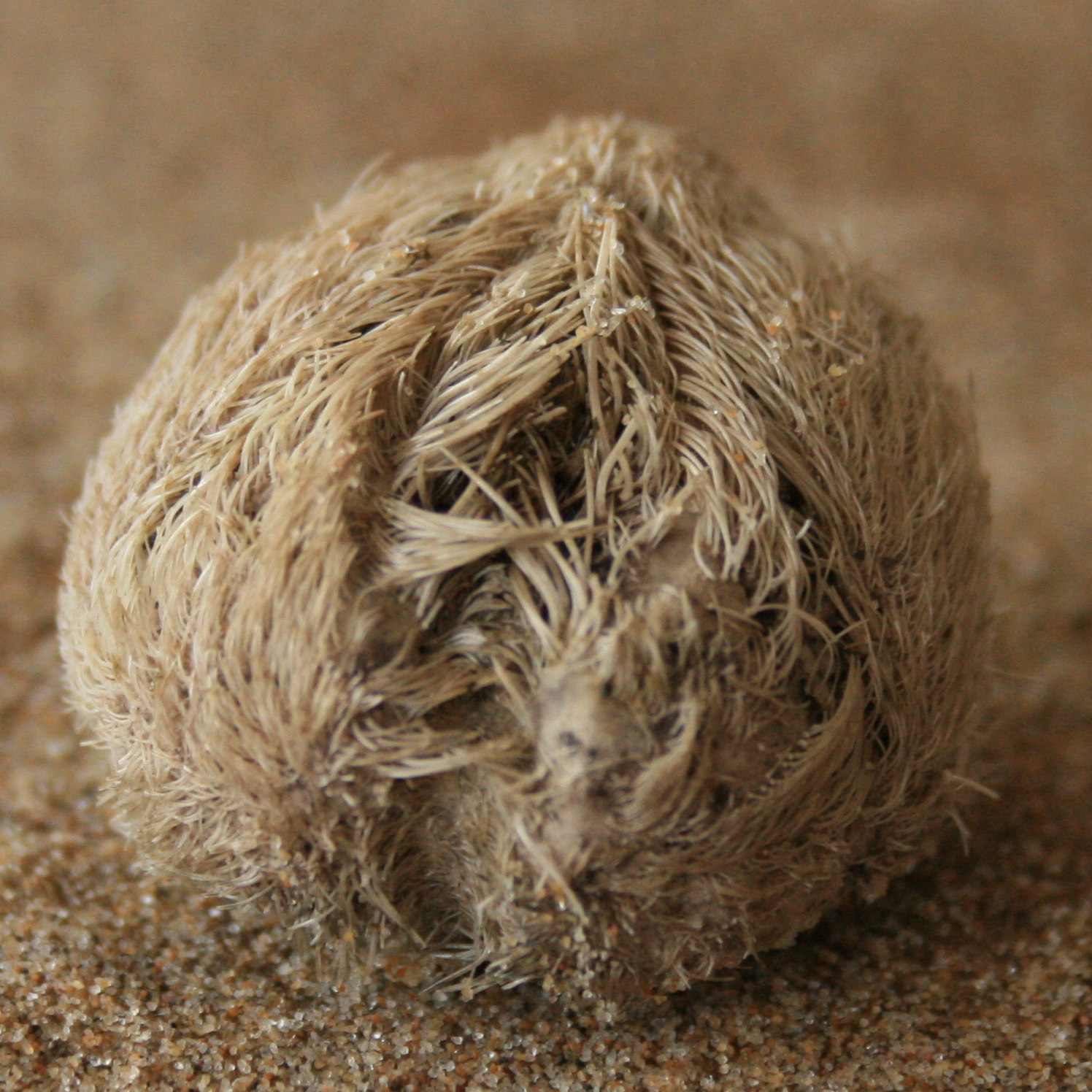 Echinocardium cordatum - strandvondsten.nl