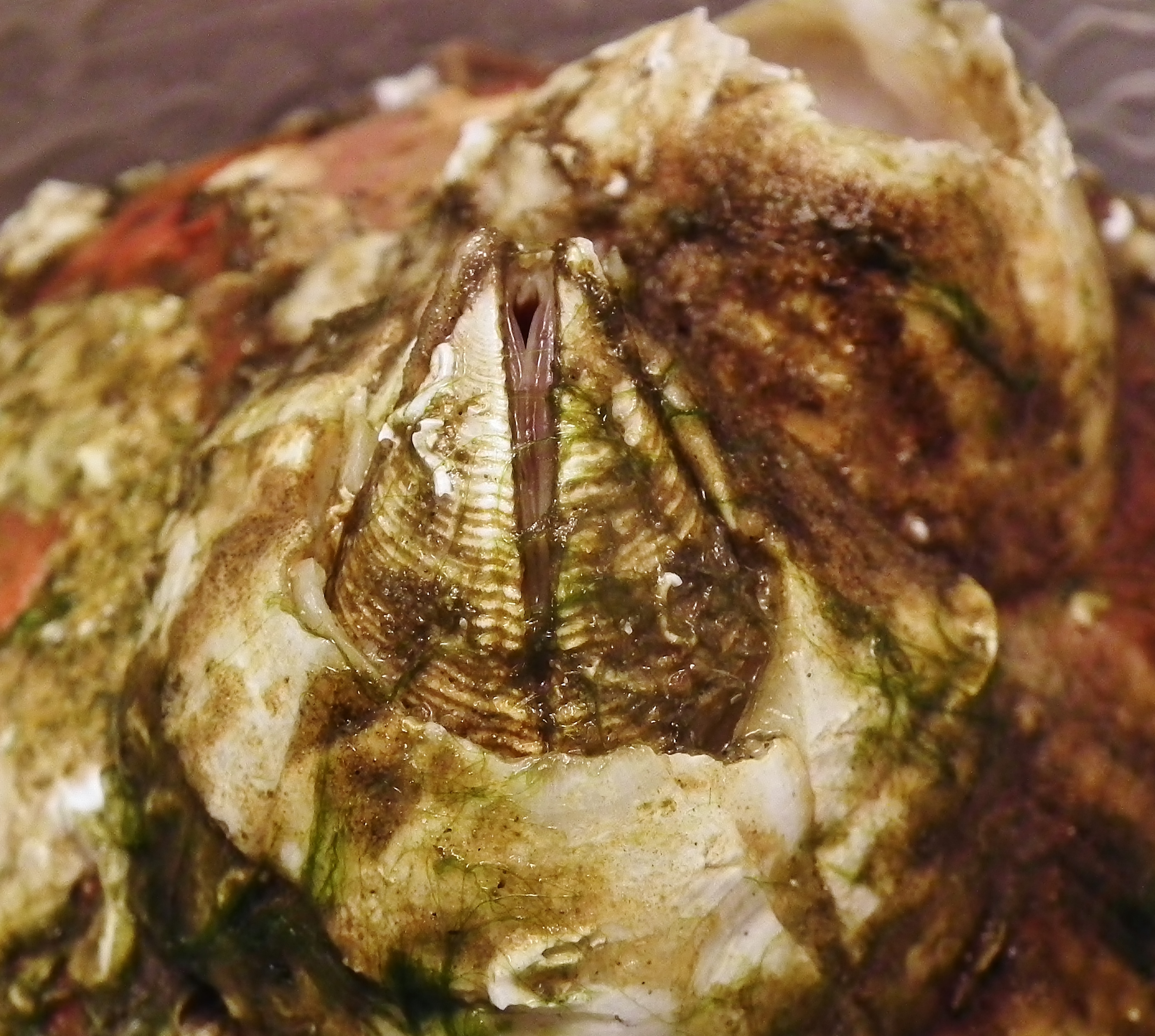 Megabalanus tintinnabulum - strandvondsten.nl